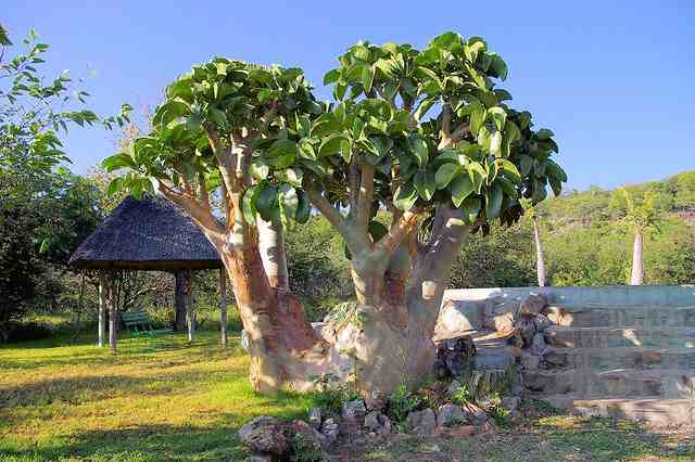 Trees Planet: Cyphostemma currorii - Cobas Tree - Butter Tree