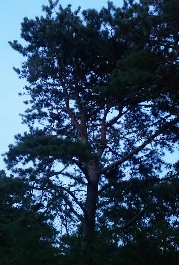 Did you know that turkeys sleep in trees?