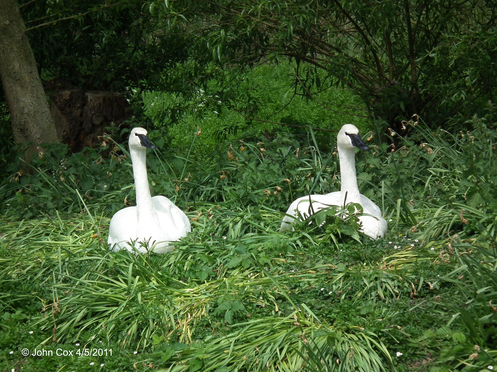 All Beak and Feathers: May 2011 - WWT Slimbridge (part 2) - Swans