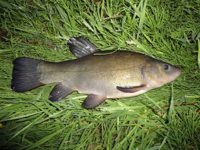 Out fishing: Zeelt hotspot