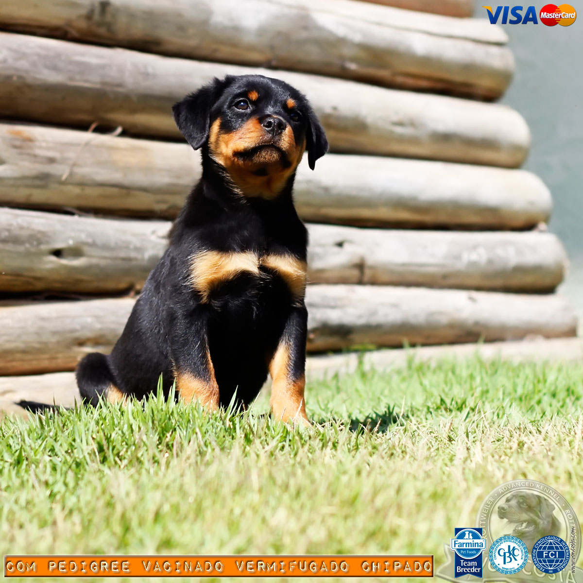 Filhote de Rottweiler