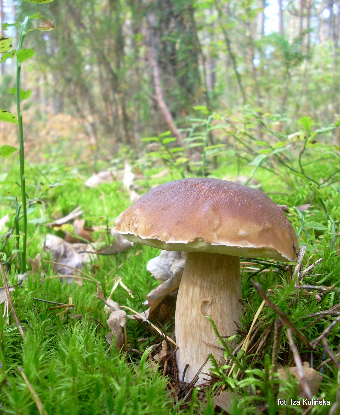 Borowik szlachetny - prawdziwek | Smaczna Pyza