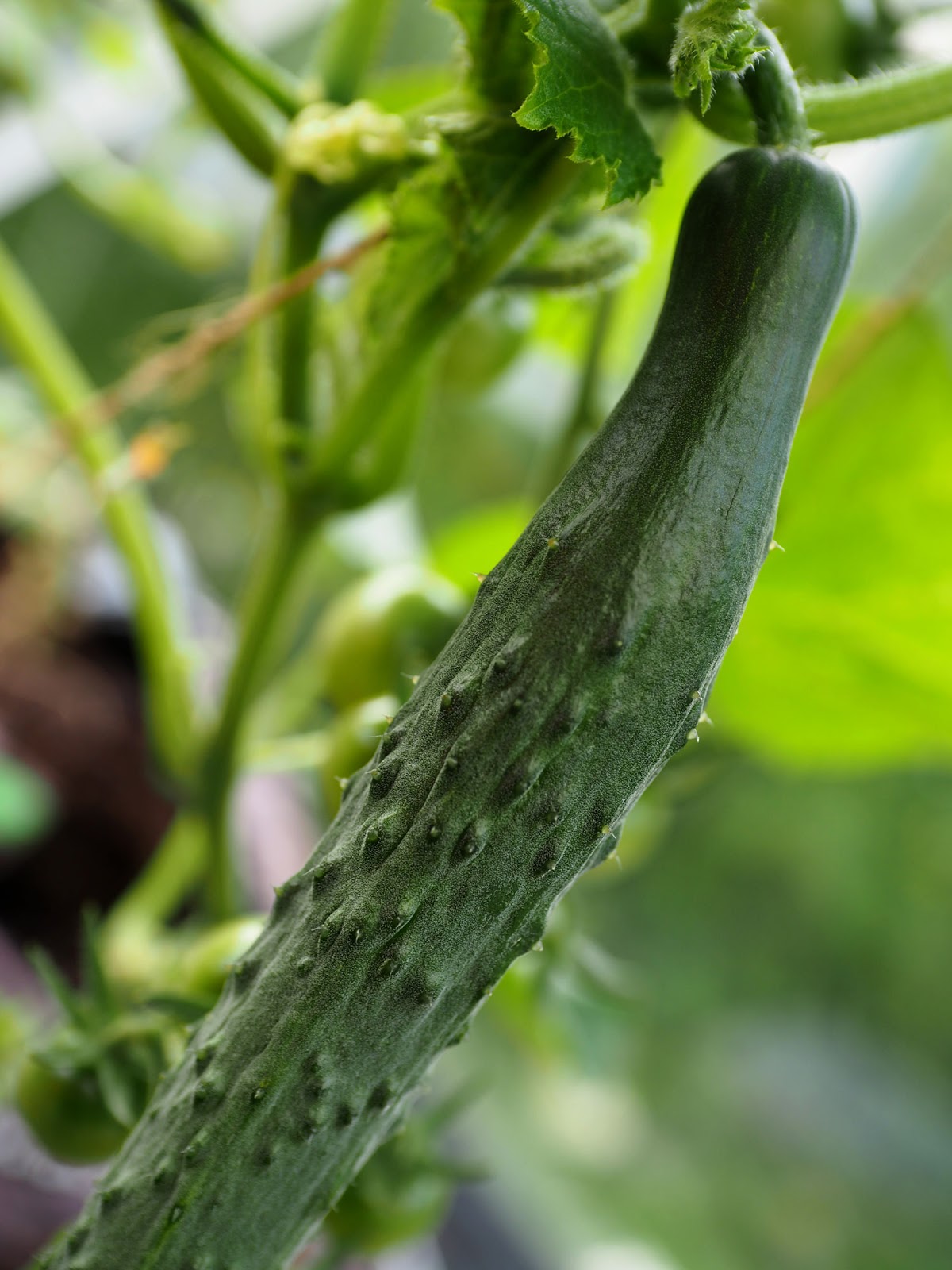 Vadelmalaaksossa: Auringon lapset
