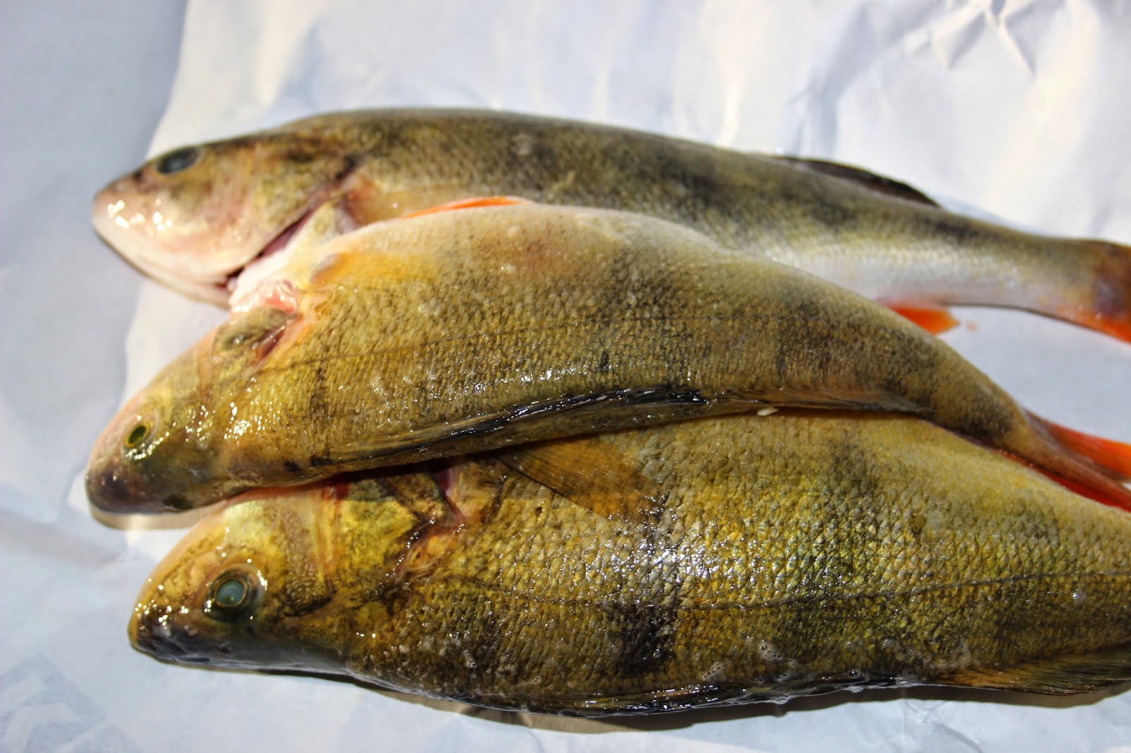 Viherpippurin kokkailut: Ahventa ja fenkoli-avomaakurkkusalaattia