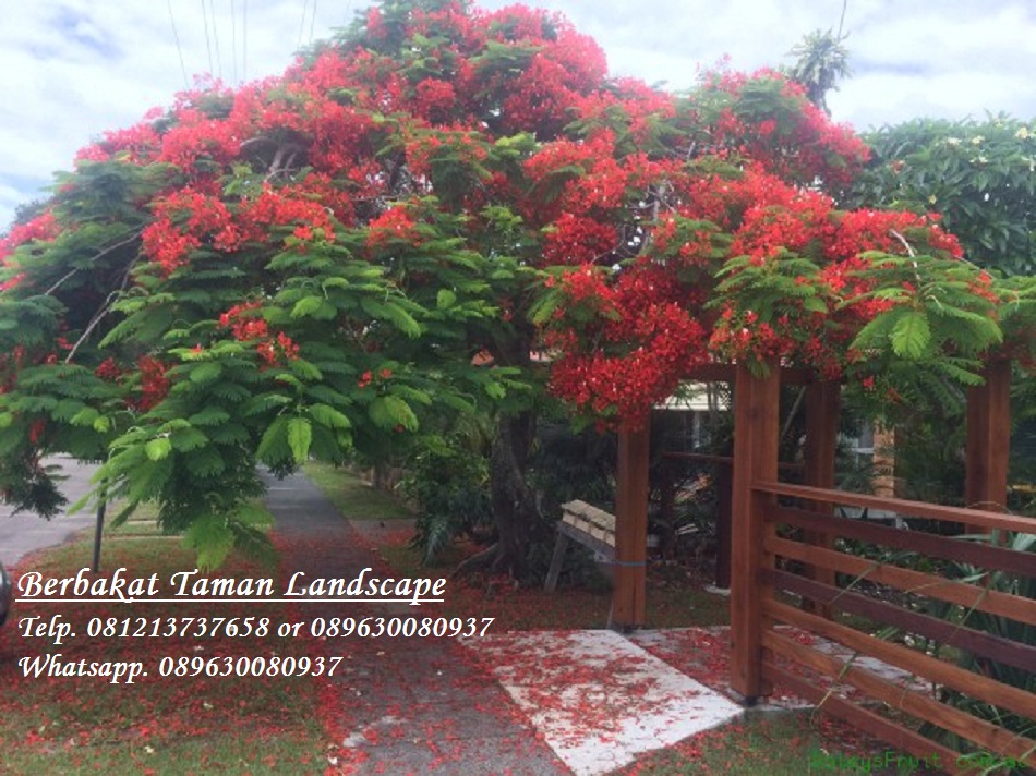 Jual Pohon Flamboyan Merah Murah Delonix Regia | Tukang Tanaman Hias