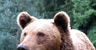 ANIMALS EN PERILL D´EXTINCIÓ : L'ÓS BRU