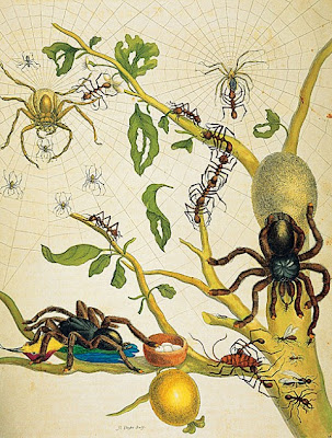 facsimilium: Micrographia