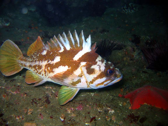 Gopher Rockfish - Fishes World - HD Images & Free Photos