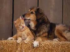 ZAGUATES Y MISINGOS: TEMAS ANTERIORES