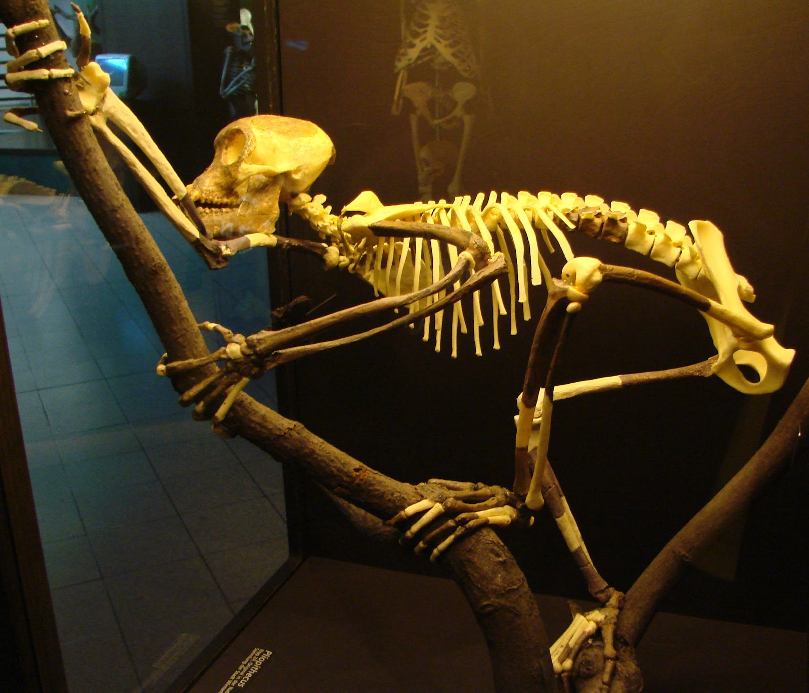 cerca de Ella podemos ver: evolución de los primates durante el ...