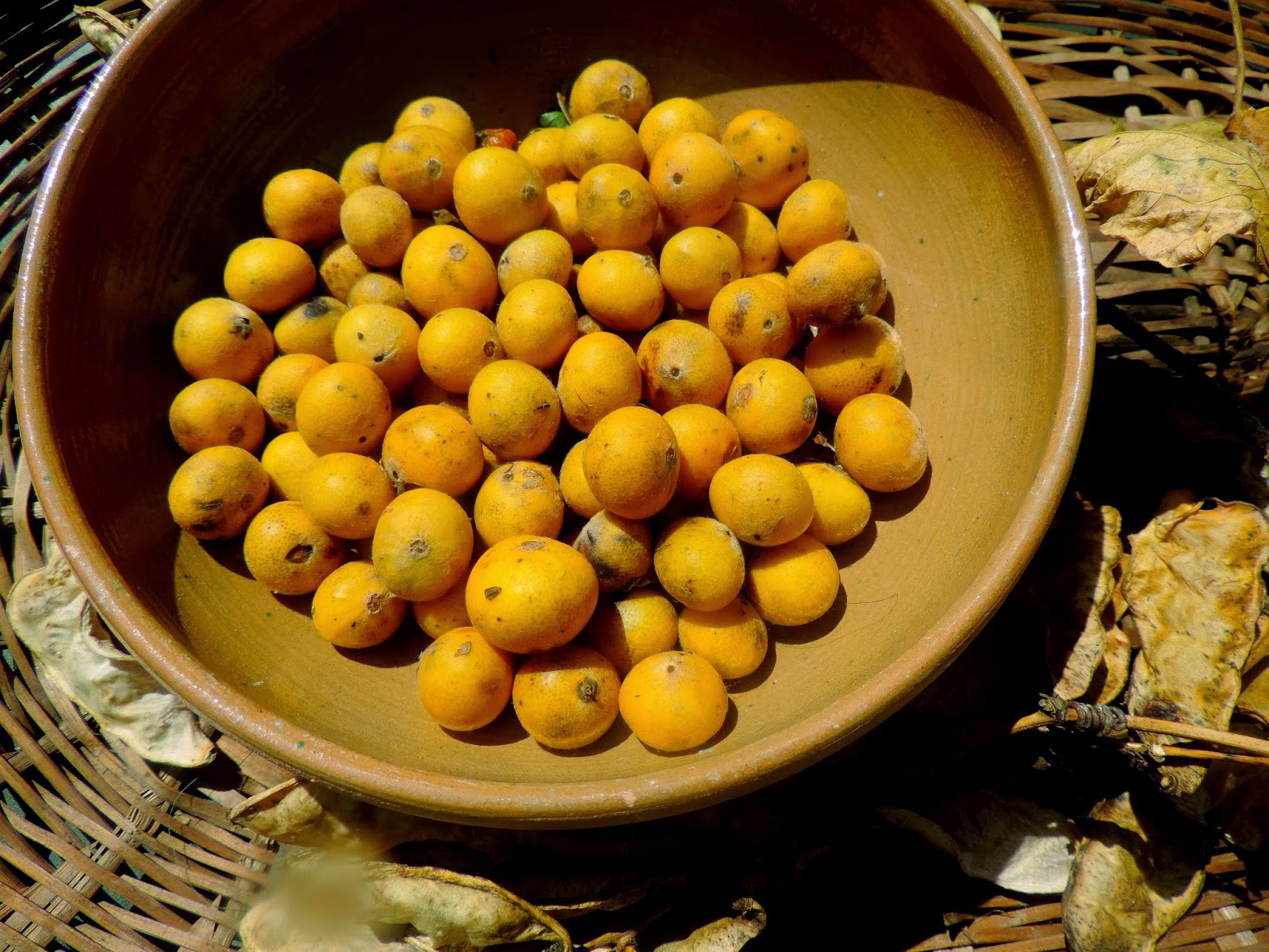 come-se: É tempo de cabeludinha
