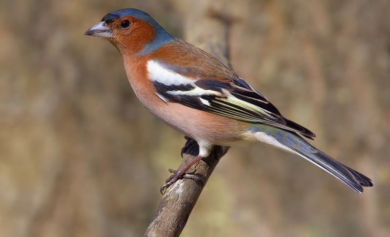 Exóticos e Silvestres: Tentilhão (Fringilla coelebs):