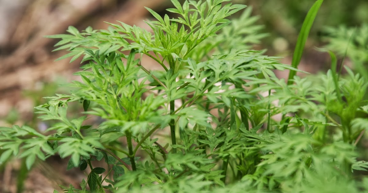 HERB4U. Malaysian Traditional Herbs 4U.: Ulam Raja. Cosmos Caudatus