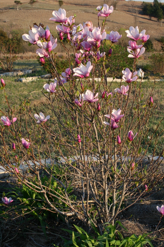 Garden Musings: Magnificent Magnolias