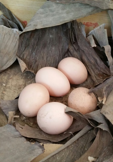 Warisan Petani: Telur Ayam Kampung