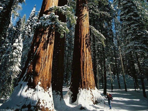 Secuoya gigante, el centinela del tiempo|Alienaciones / Mundo-Medio ...
