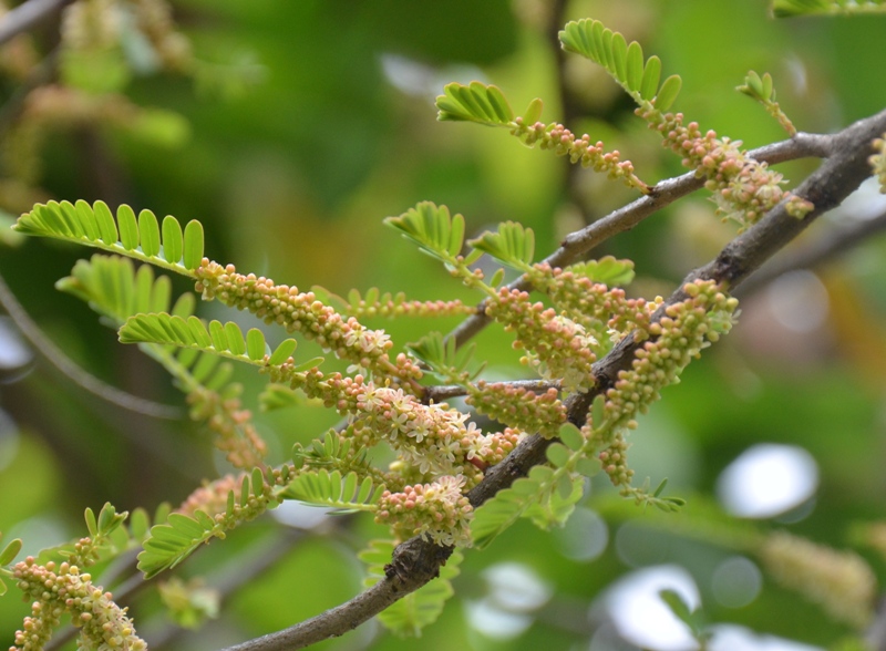 නෙල්ලි [Nelli] (Phyllanthus emblica) ~ අපේ ඔසුපැළ Medicinal Plants of ...