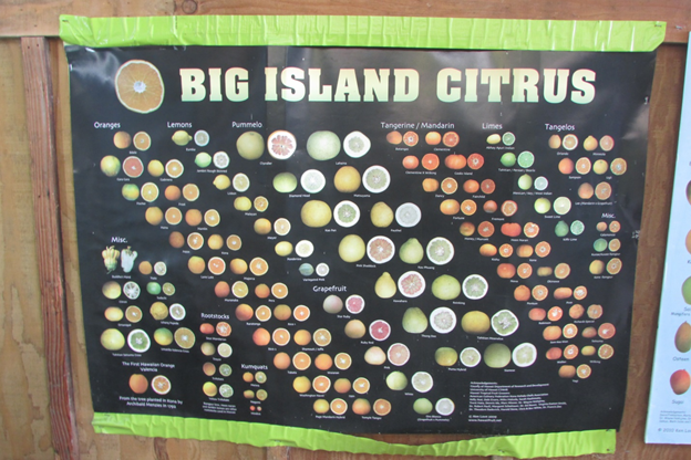 Fruit Explorer: The Fruit Explorer Considers the Evolution and History ...