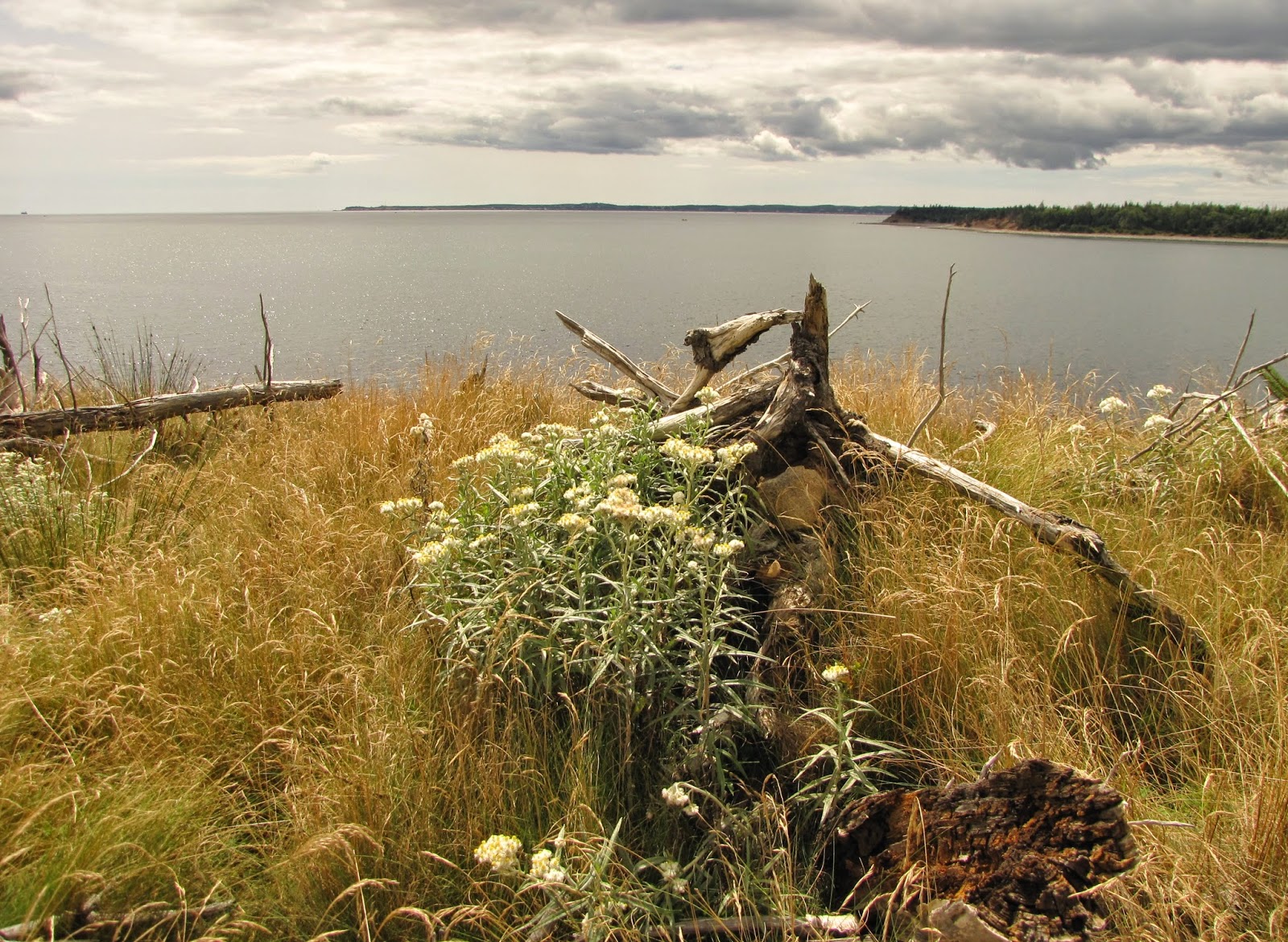 Passage to Sackville.: A disastrous walk around Lawlor's Island