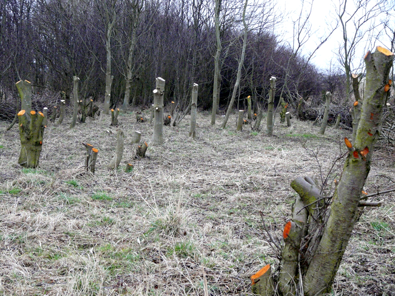 Druridge Diary: coppicing