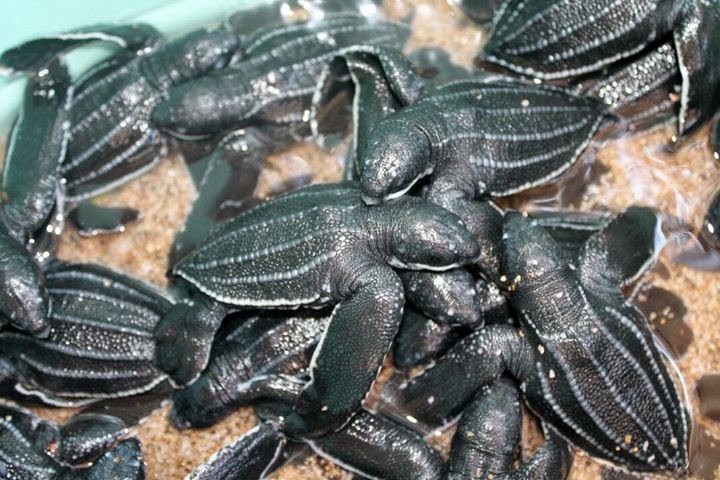 Baby leatherback turtles