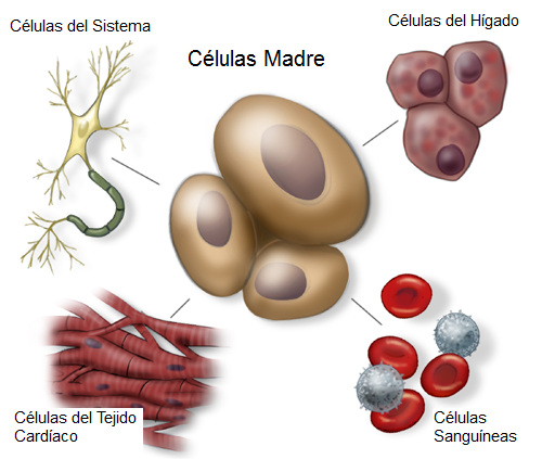BLOG CIENTÍFICO DE CÉLULAS MADRE: Qué son y cómo funcionan las células ...