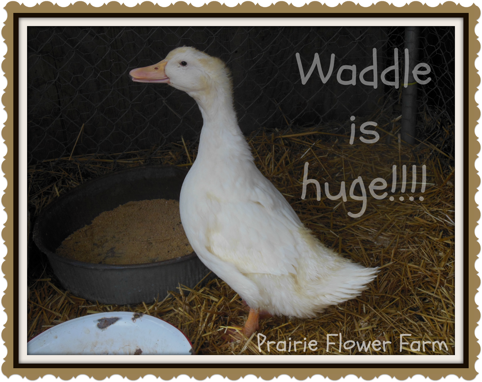 Prairie Flower Farm: Waddle!