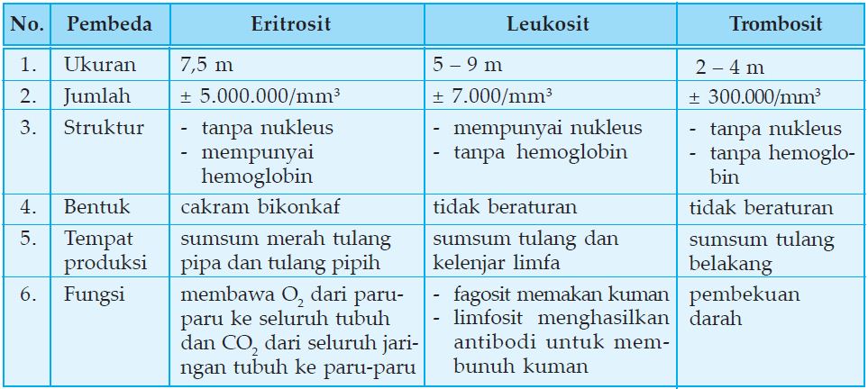 Pengertian Dan Fungsi Sel Darah Merah (Eritrosit), Sel Darah Putih ... Pengertian Dan Fungsi Sel Darah Merah (Eritrosit), Sel Darah Putih ...
