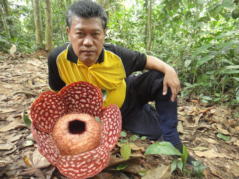 Taking the path less travelled ...: XPDC Rafflesia at Ulu Geroh, Gopeng ...