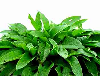 PLANTAS E ERVAS E FRUTOS QUE CURAM: ERVA CONFREI