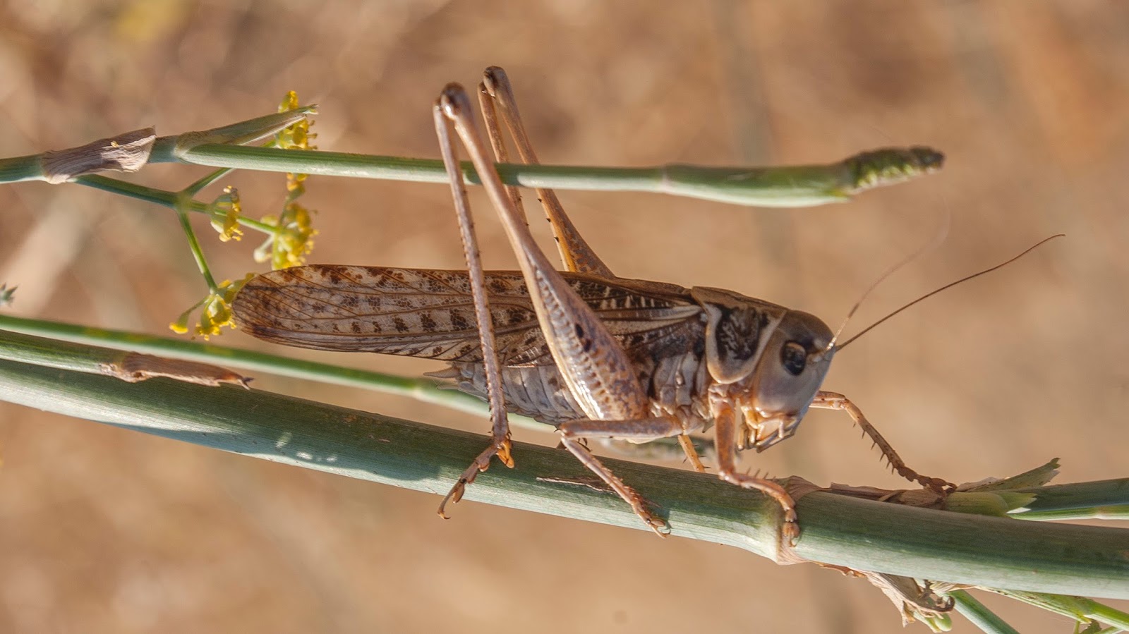 Langosta de campo (Acrididae) 4 fotos | Fotografía Demetrio Fernández