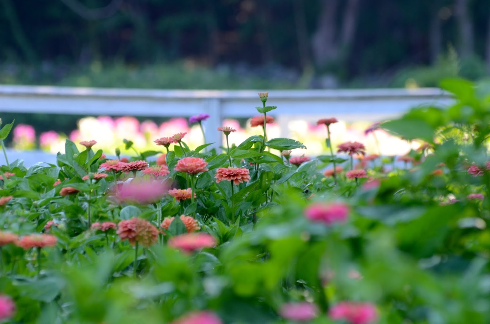 Barberry Hill Farm: View from the Field: Early Morning Flowers