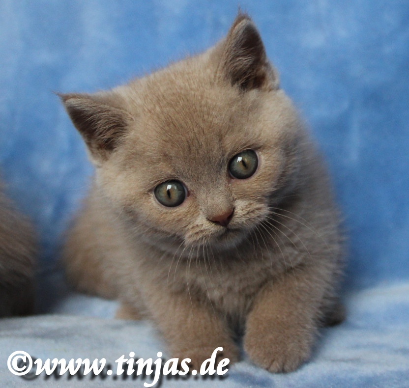 Britisch Kurzhaar (BKH) Kitten und Britisch Langhaar Katzenbabys: alles ...