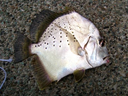 Woodland Jetty Fishing Hotspots: Spotted Sicklefishes or Cao Xi Caught ...