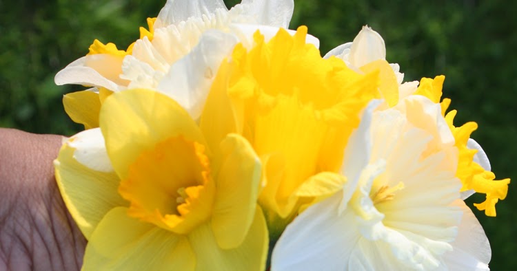 Crafted Spaces Diy Daffodil Bouquet