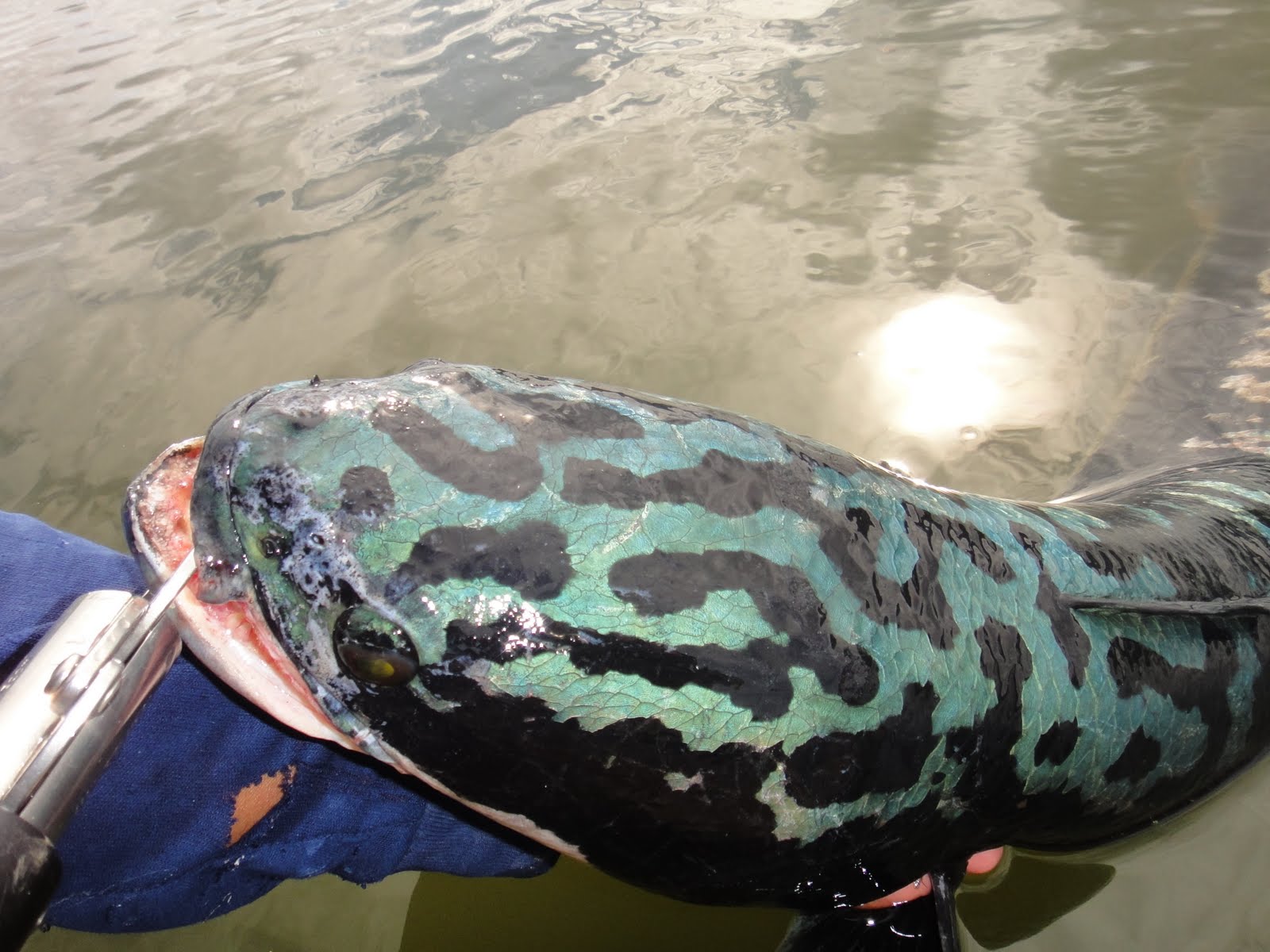 Thailand Giant Snakehead (Toman) And Wild Fishing.: Massive MAMA Toman ...