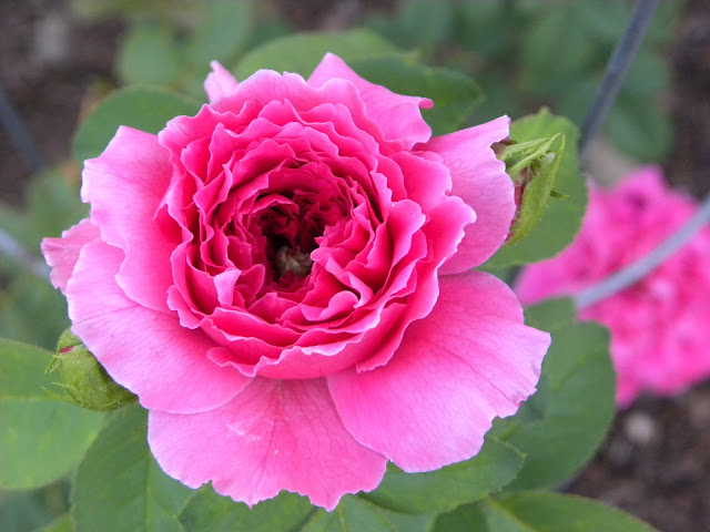 Red Dirt Roses: Paul Barden Roses I Grow