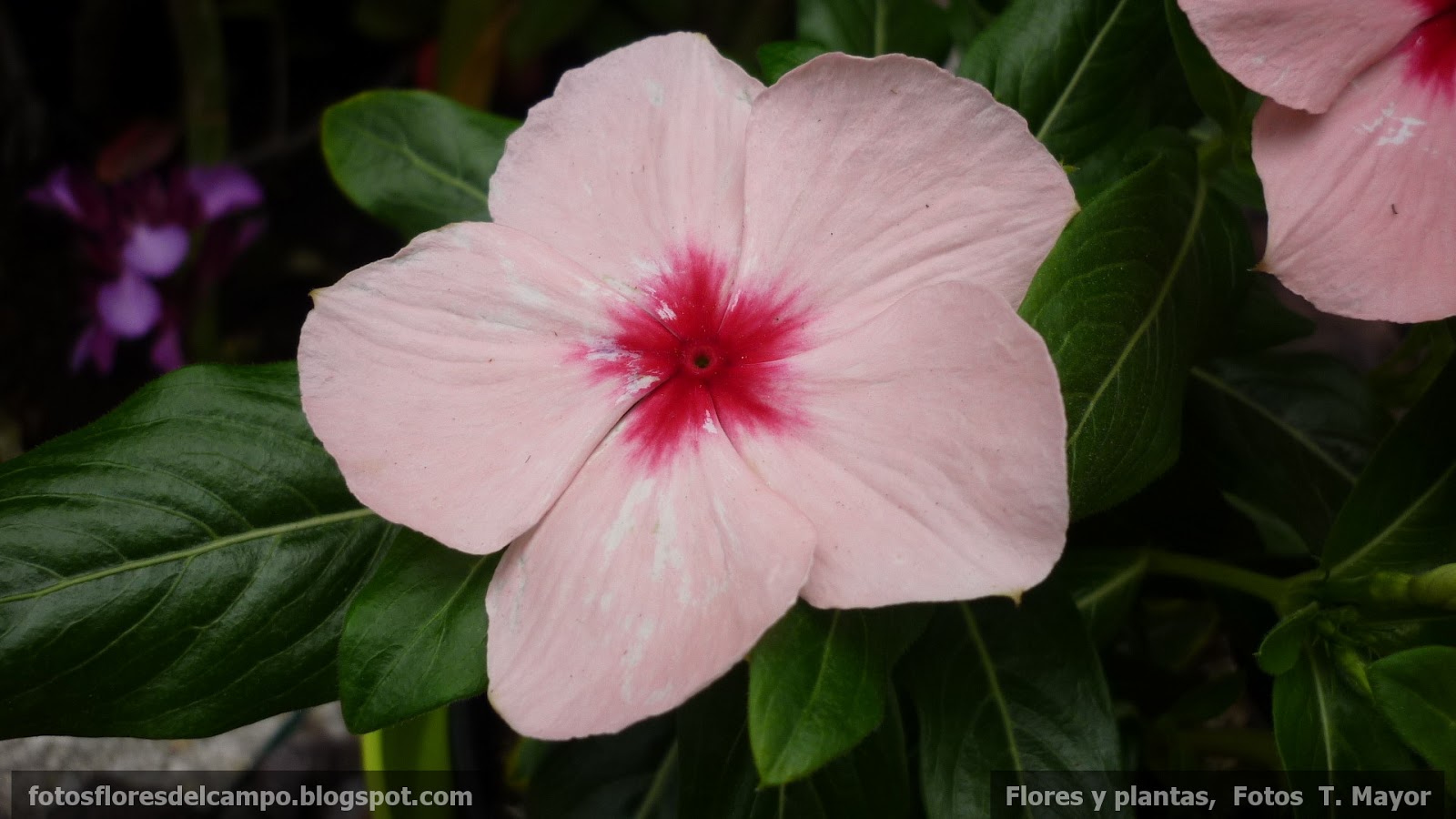 Flores y plantas silvestres: " Vinca rosea = Catharanthus roseus ...