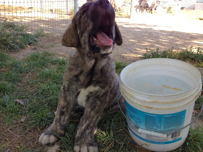 LIVESTOCK GUARDIAN DOG BLOG: Livestock Guardian Dogs and "The Brindle ...