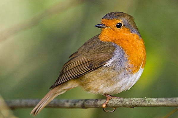 European Robin - Animals Photos European Robin - Animals Photos