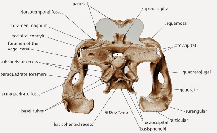 Tyrannosauroidea central: Osteology V: Craniomandibular skeleton in ...