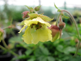 All about plants and more: Glorious Geums