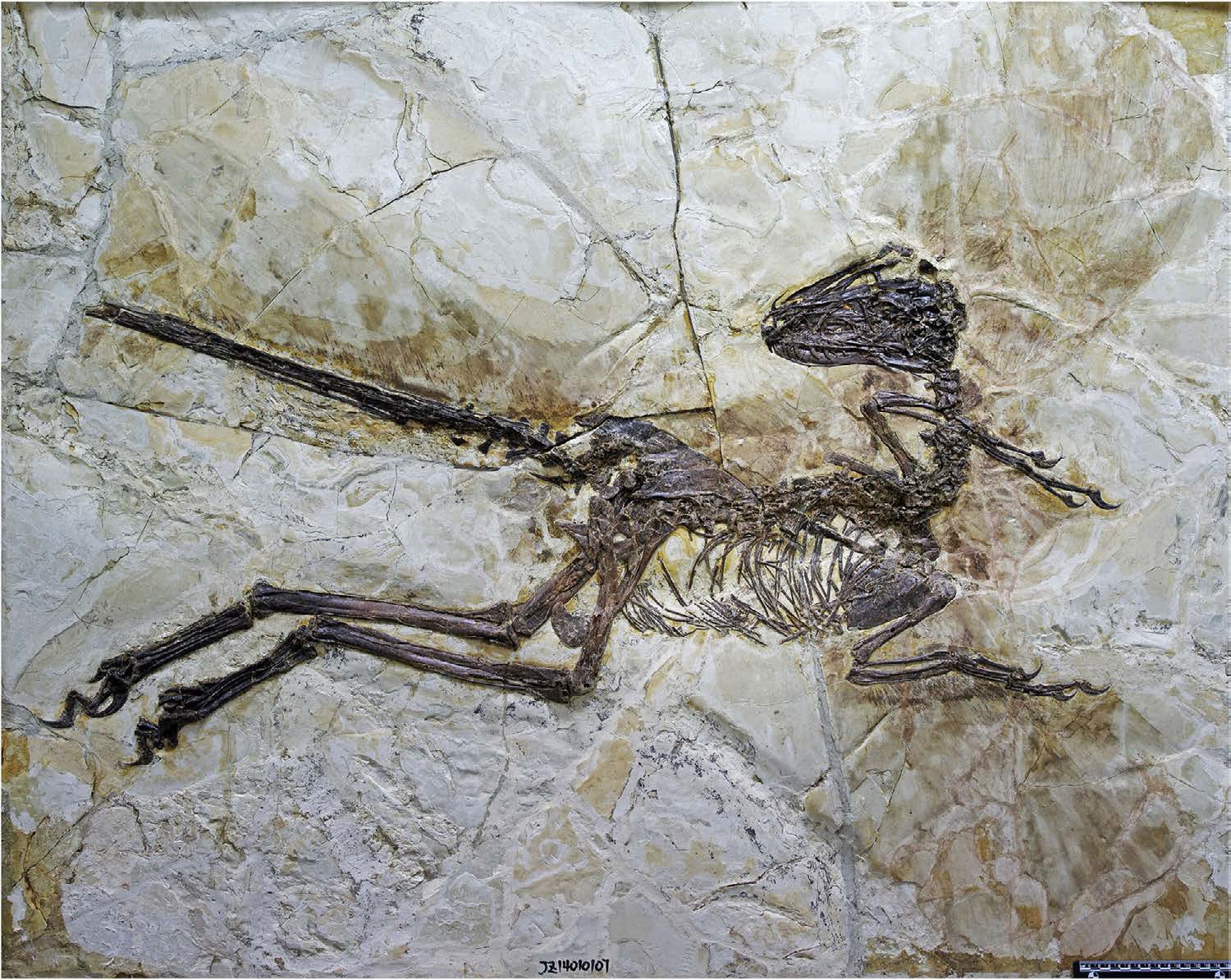 Sciency Thoughts: Zhenyuanlong suni: A large feathered Dromaeosaur from ...