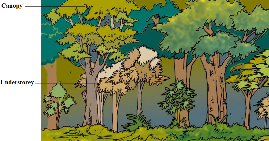 Forests - Our Lifeline | NCERT Notes