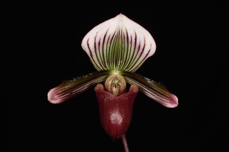 Paphiopedilum barbatum orchid plant care and culture | Travaldo's blog