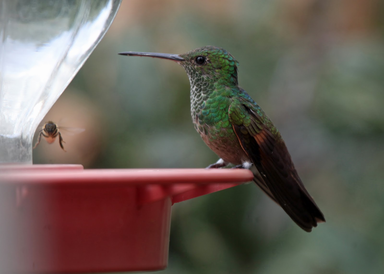 The Azure Gate: Plain Capped Starthroat & Berylline Hummingbirds
