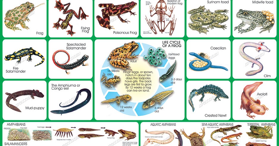 Amphibians Pictures And Names