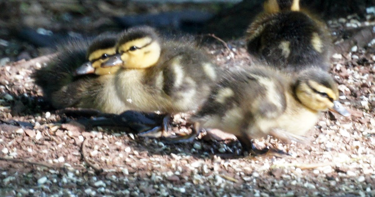 NJ Bird Photos: Birds of New Jersey: Baby ducks may be cuter than baby ...