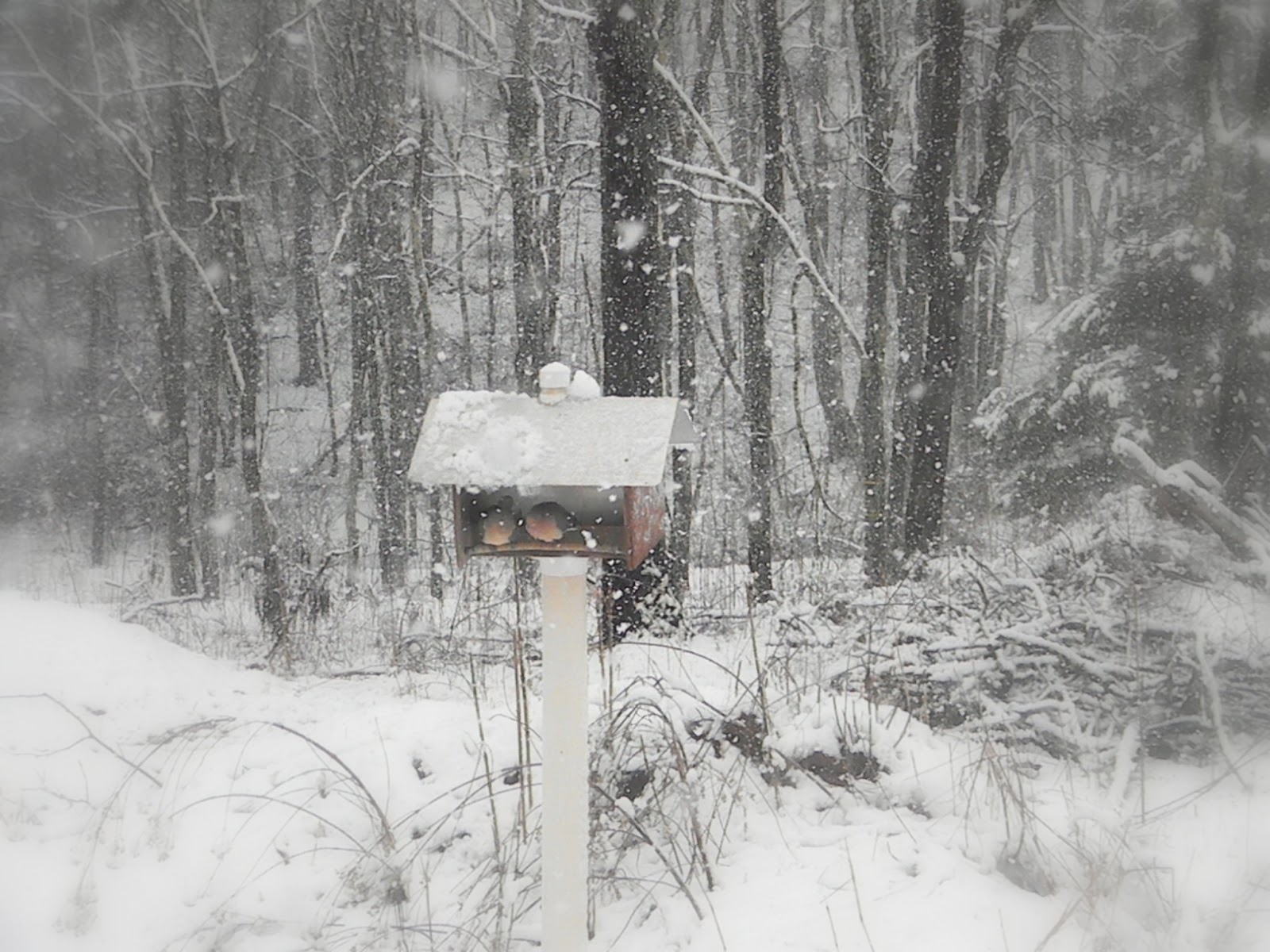 Notforgotten Farm : Snow Day