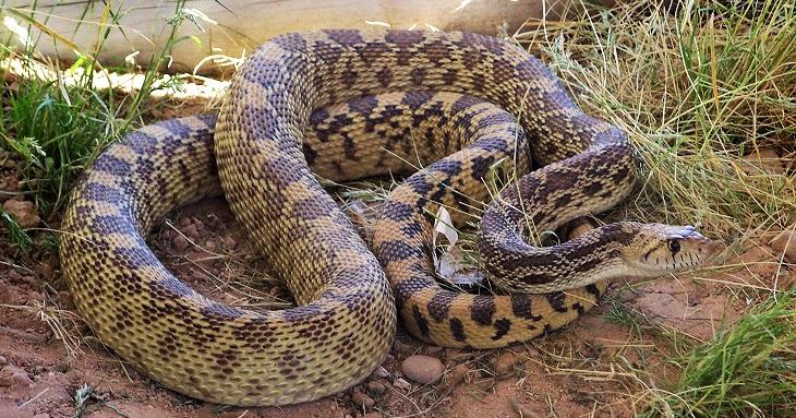 Life is short, but snakes are long: What the State Snakes Should Be ...